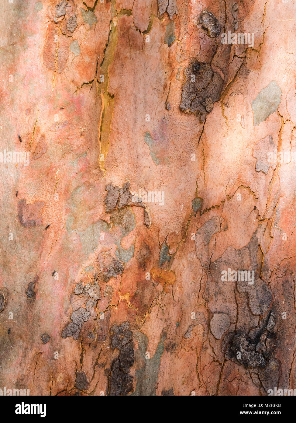 Smooth tree hi-res stock photography and images - Alamy