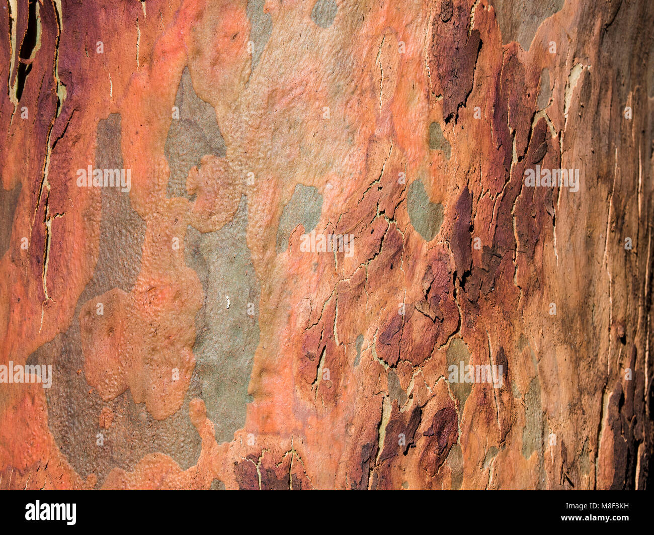 Australia, New South Wales, Blue Mountains, Smooth-barked apple tree ...