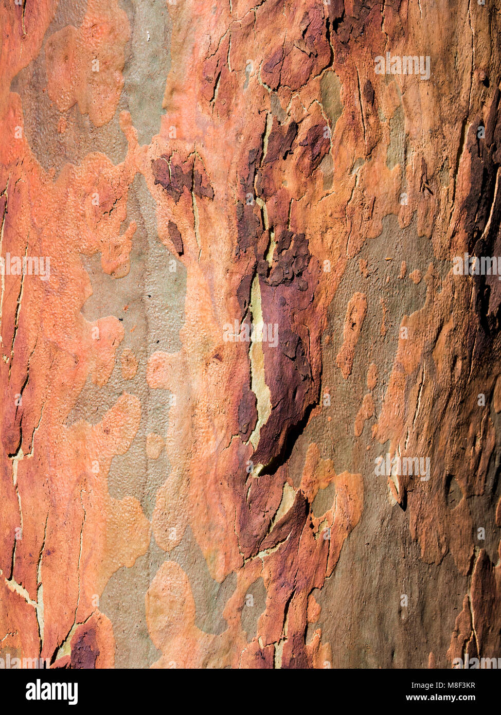 Australia, New South Wales, Blue Mountains, Smooth-barked apple tree ...