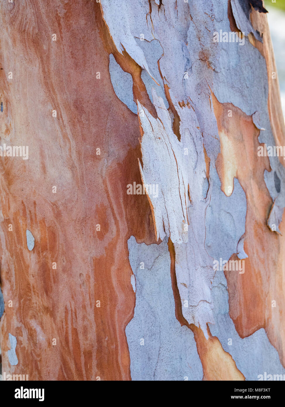 Australia, New South Wales, Blue Mountains, Smooth-barked apple tree ...