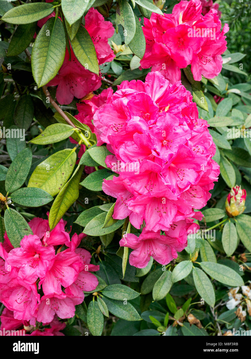 Pink rhododendrons in bloom Stock Photo - Alamy
