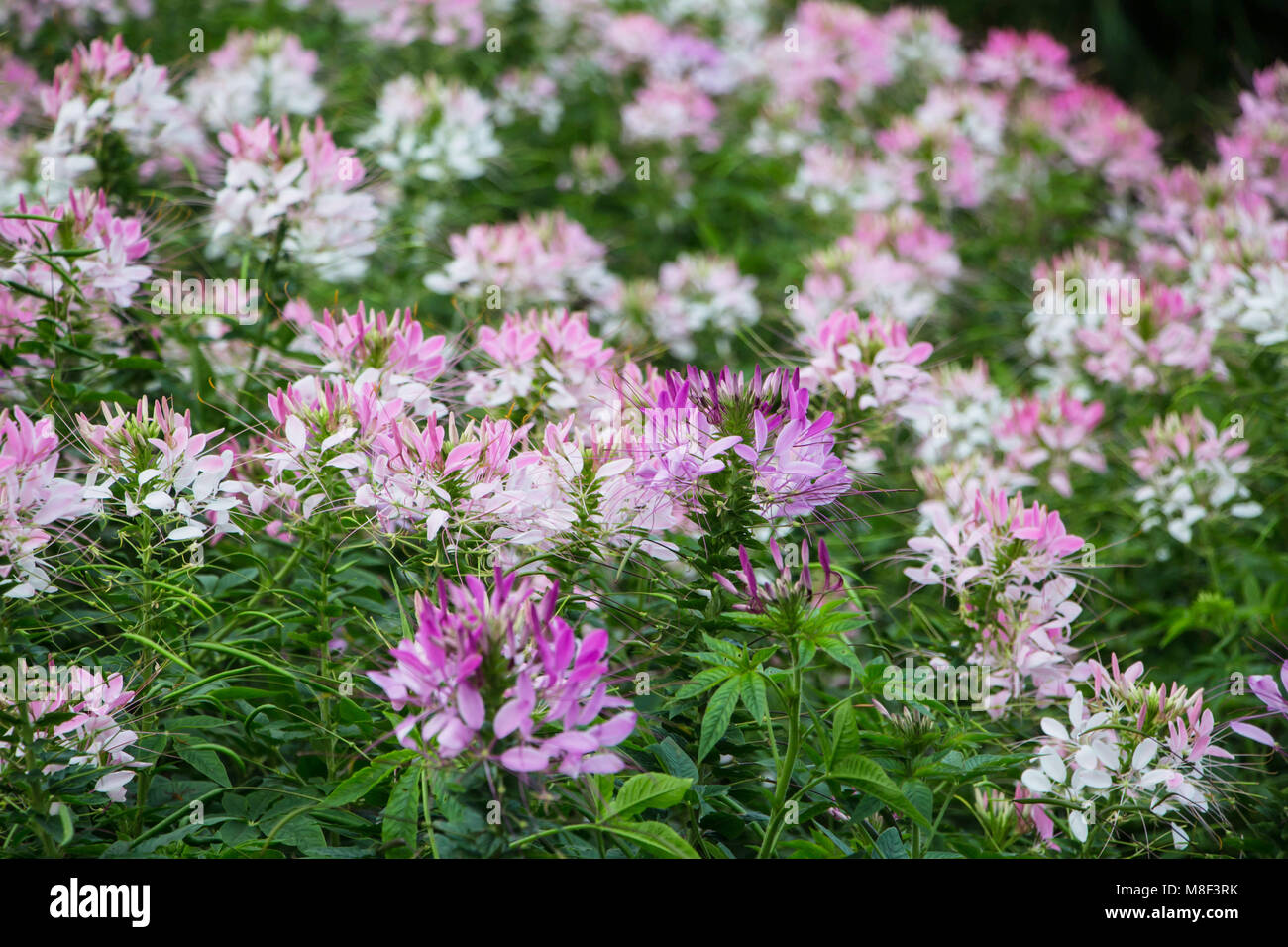 Cleome sparkler white hi-res stock photography and images - Alamy
