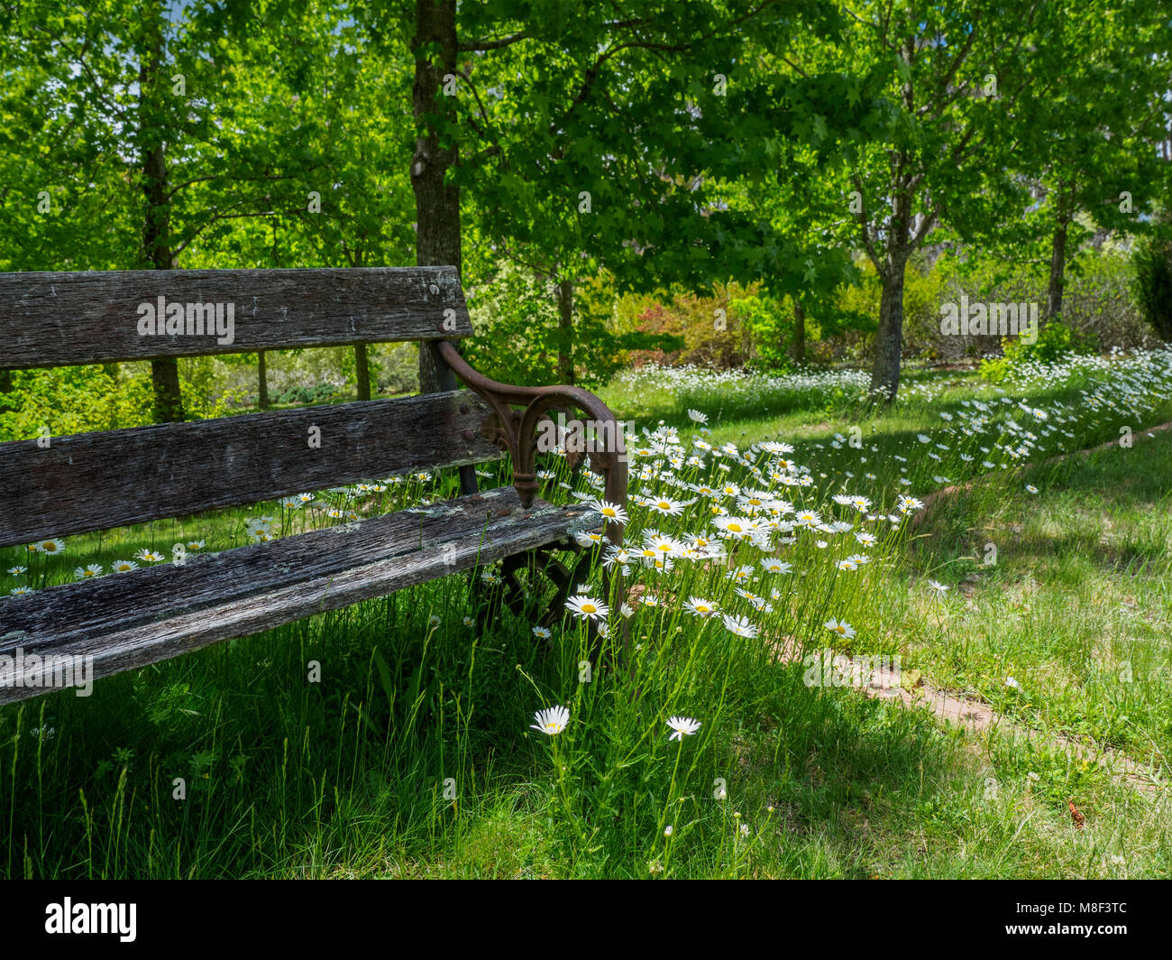 Among green grass hi-res stock photography and images - Alamy