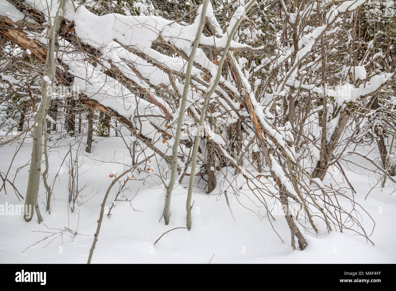 Tree limbs with snow hi-res stock photography and images - Alamy