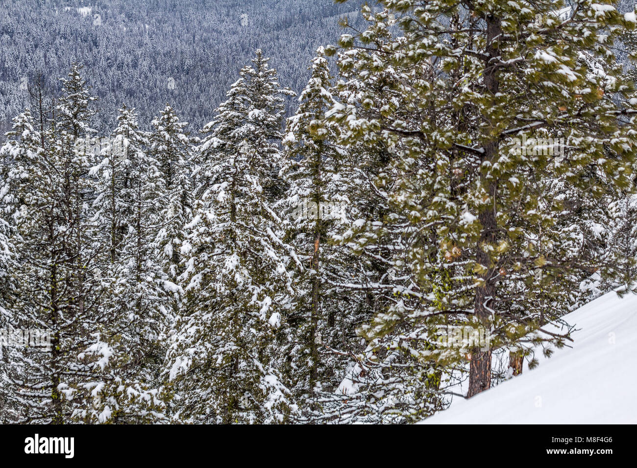 Dense forest of mixed conifer forest in BC's Okanagan beautifully ...
