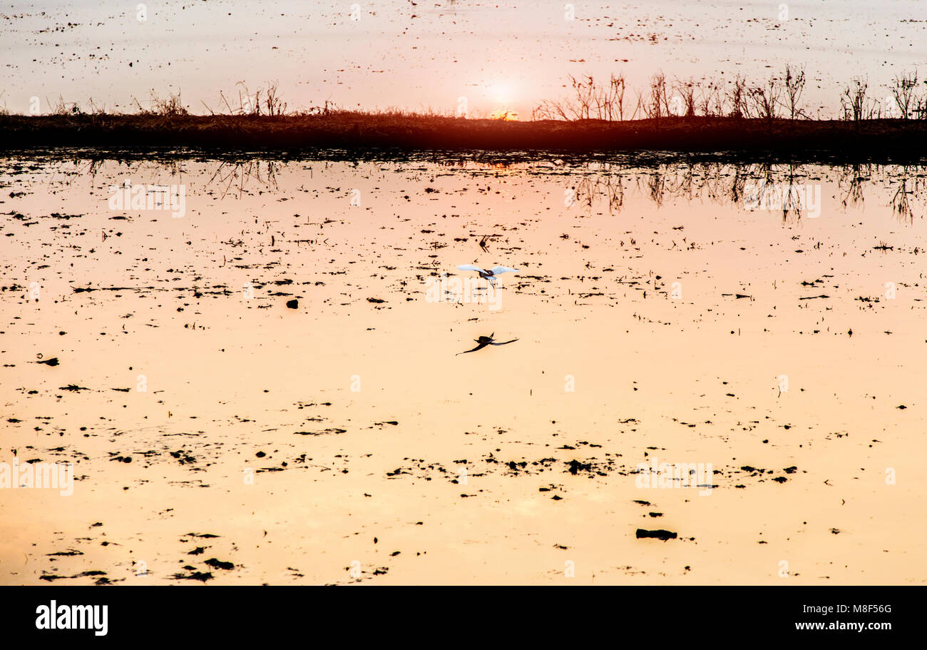 flying bird on water rice field at sunset time. nature relax background ...