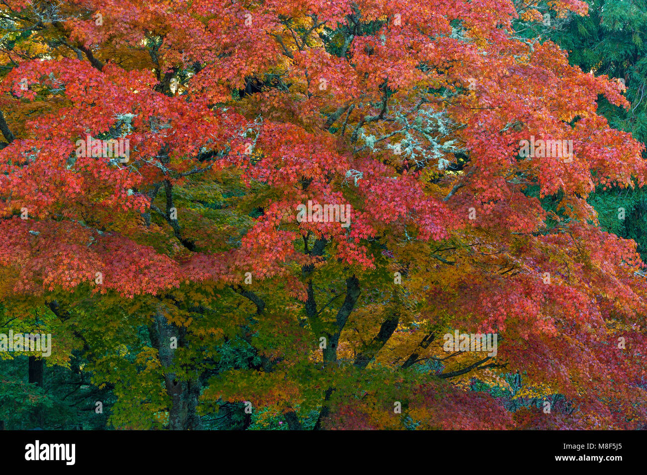 Understory red maple hi-res stock photography and images - Alamy