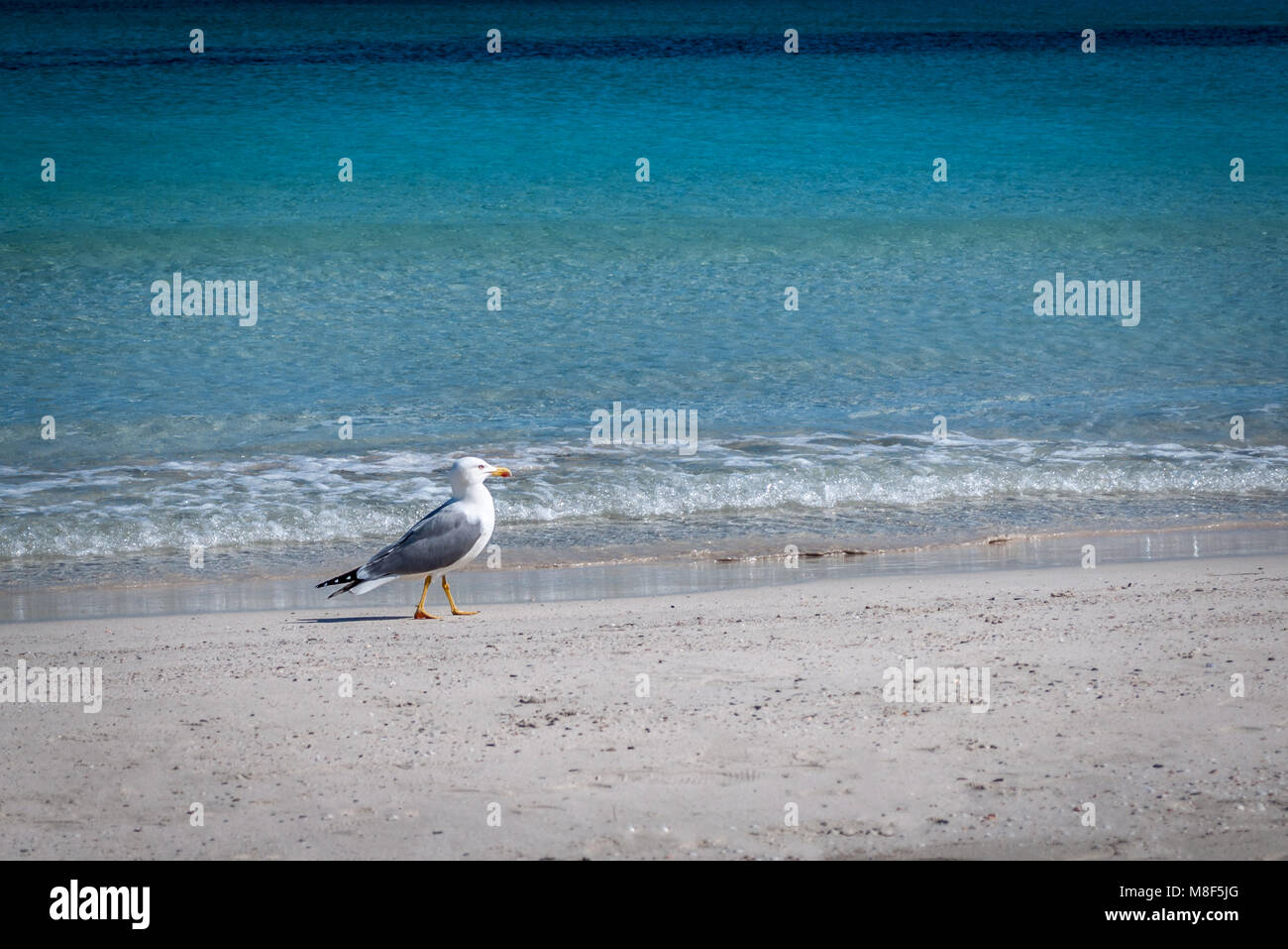 Seagull walking on desert white beach in a sunny day Stock Photo - Alamy