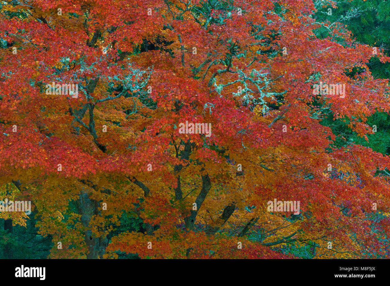 Acer palmatum bonsai japanese maple hi-res stock photography and images ...