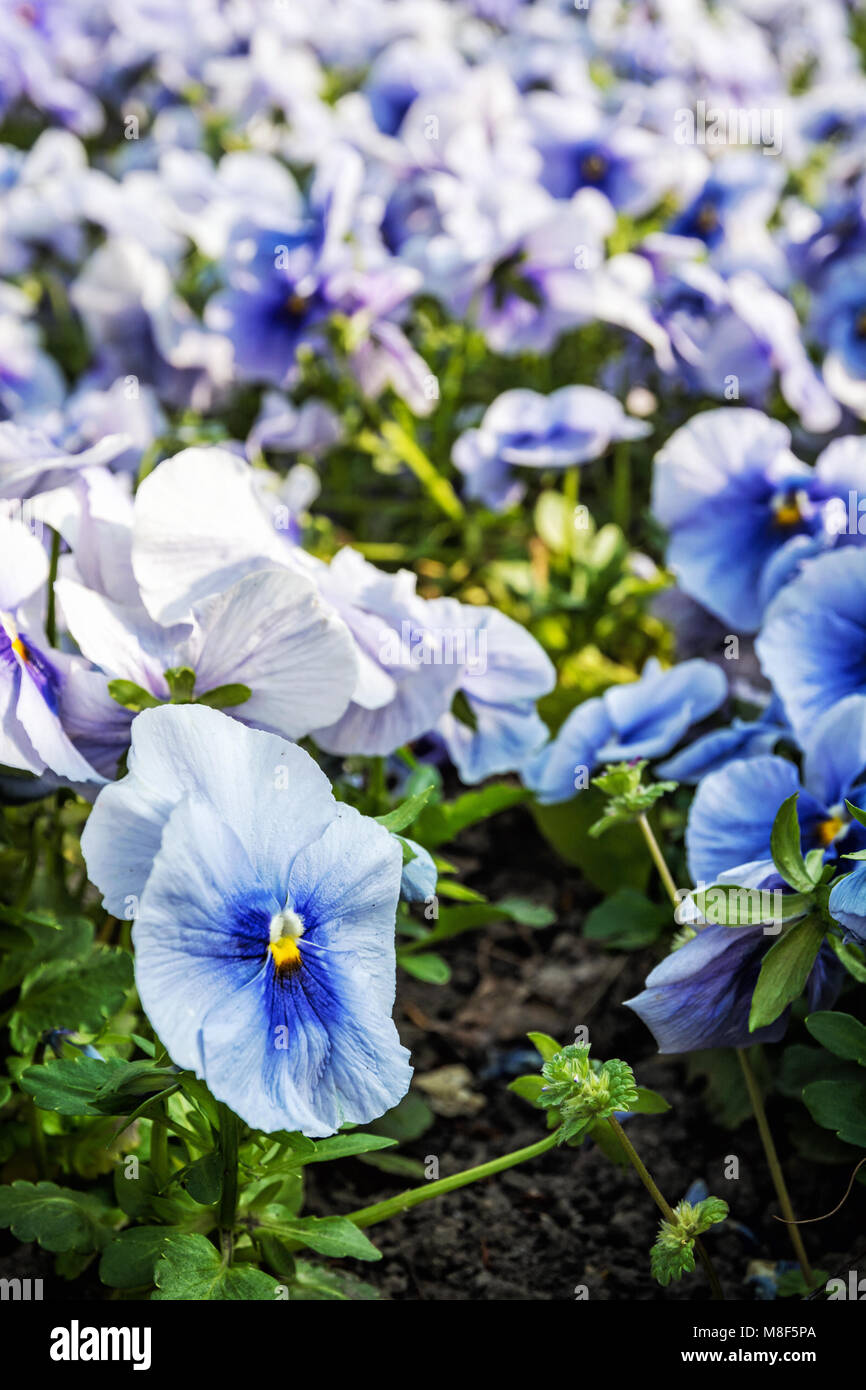 Blue pansies in the garden. Beauty in nature. Seasonal natural scene ...