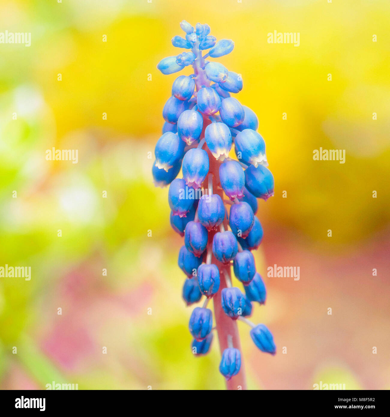 Blue flowers on a high stem. Vintage photo filter Stock Photo - Alamy