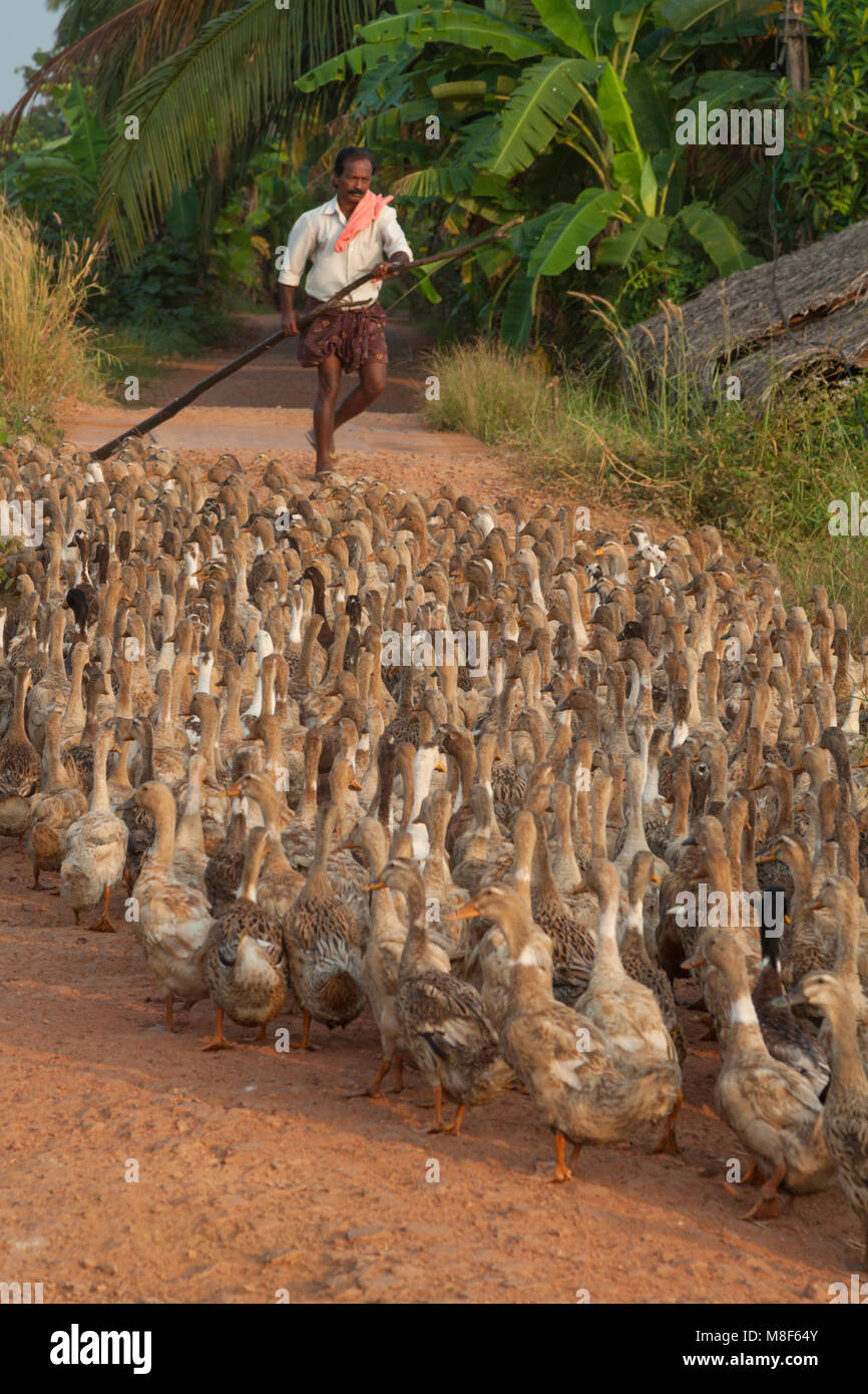 Duck herding on the Kerala Backwaters, SW India Stock Photo - Alamy