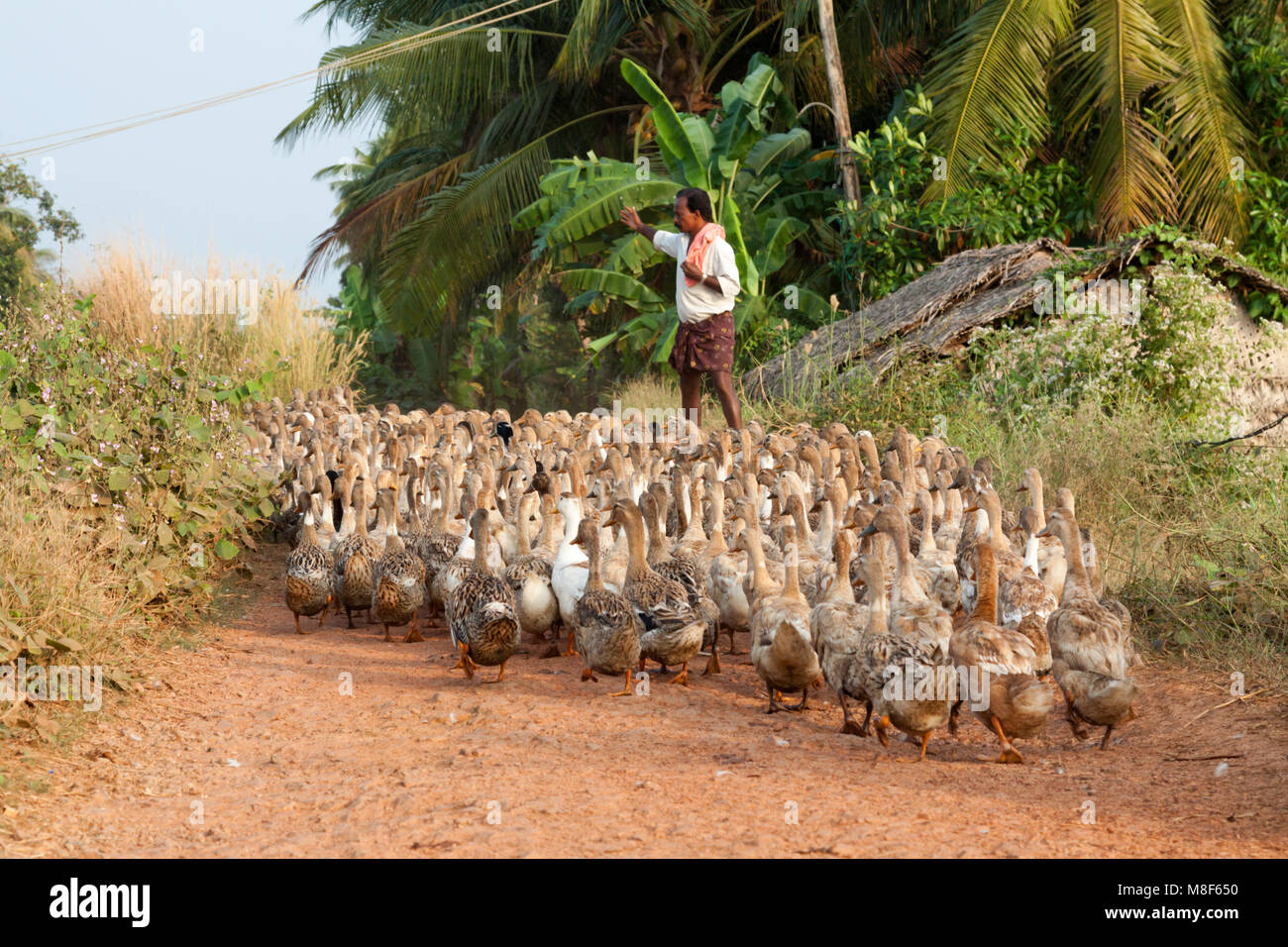 Indian duck herder hi-res stock photography and images - Alamy