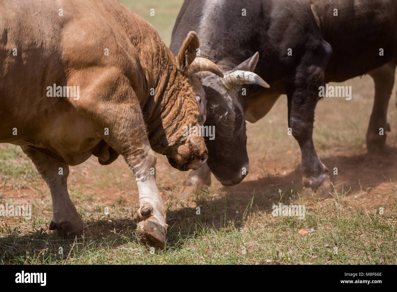 Etno village skopljanac hi-res stock photography and images - Alamy