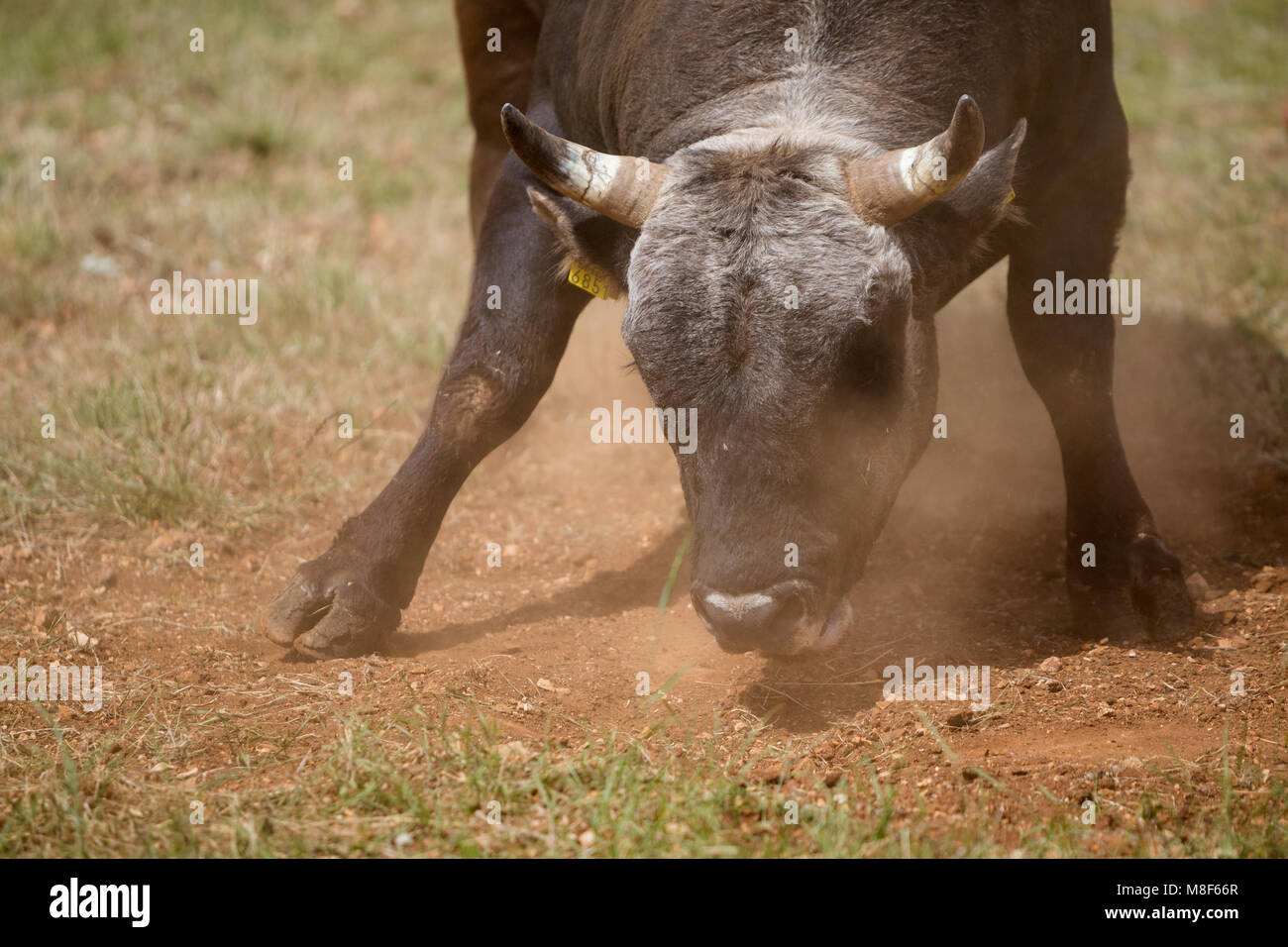 Raging bull hi-res stock photography and images - Alamy