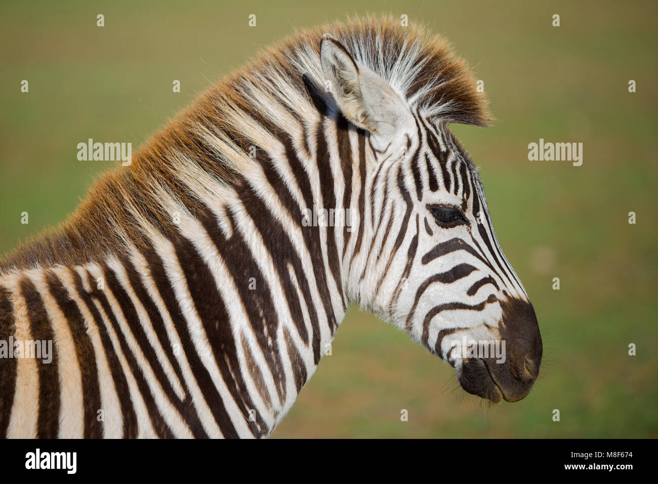 Zebra in the National Park Brijuni, Istria, Croatia Stock Photo - Alamy