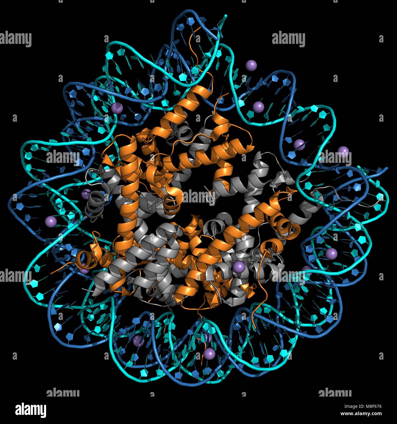 Representation of a human nucleosome - Packing of DNA with histones ...