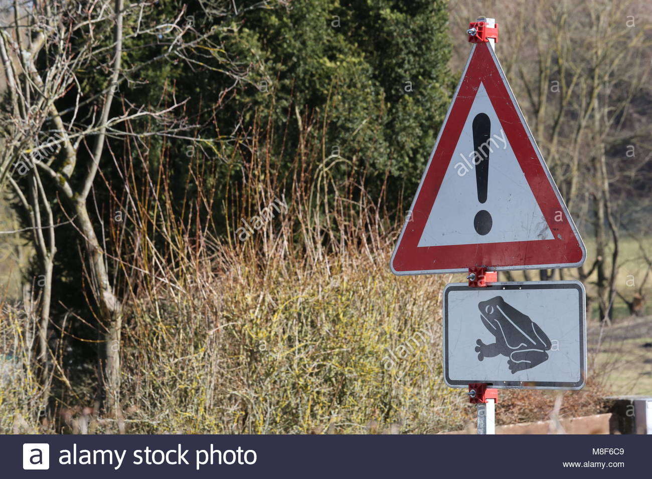 Small Frogs High Resolution Stock Photography and Images - Alamy