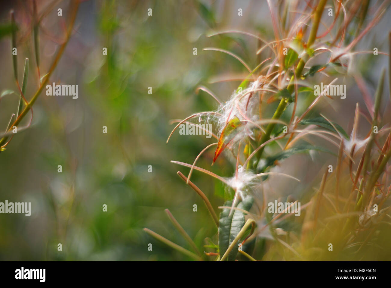 Romantic colorful soft and blurry summer nature background with willow ...