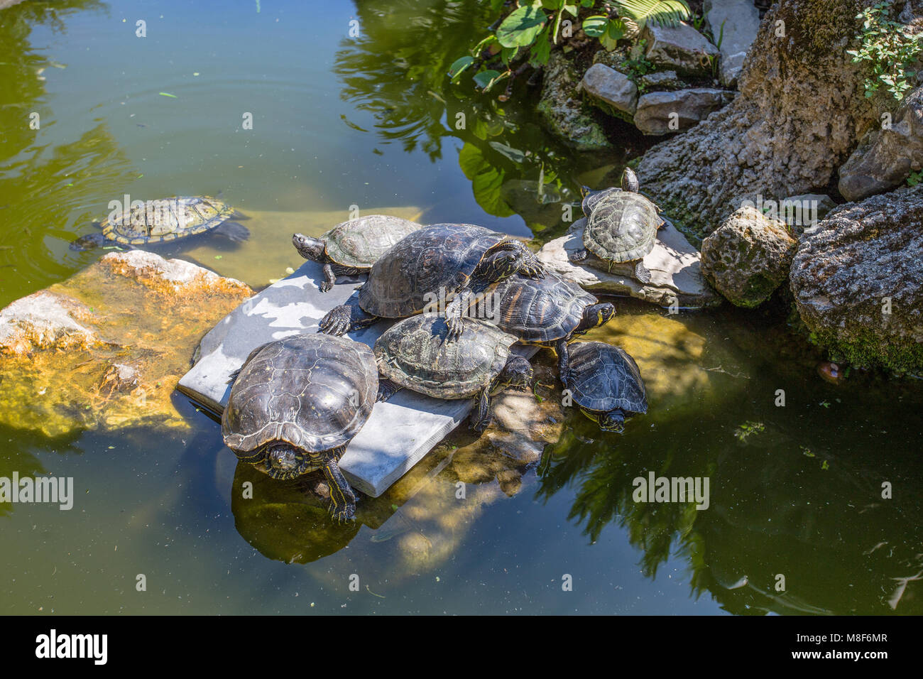 Pond turtles hi-res stock photography and images - Alamy