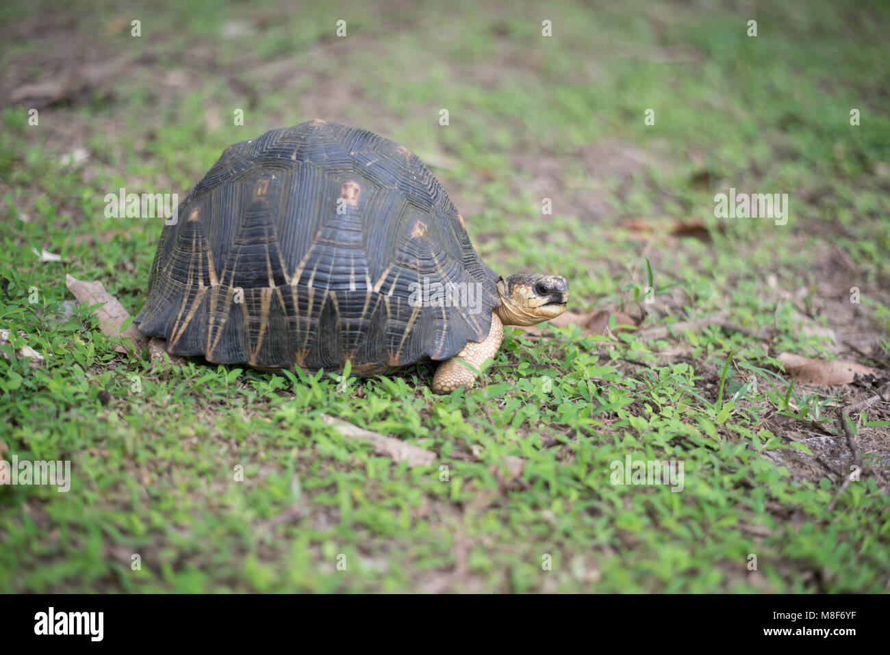 Closeup of small grey tortoise in Madagascar island Stock Photo - Alamy