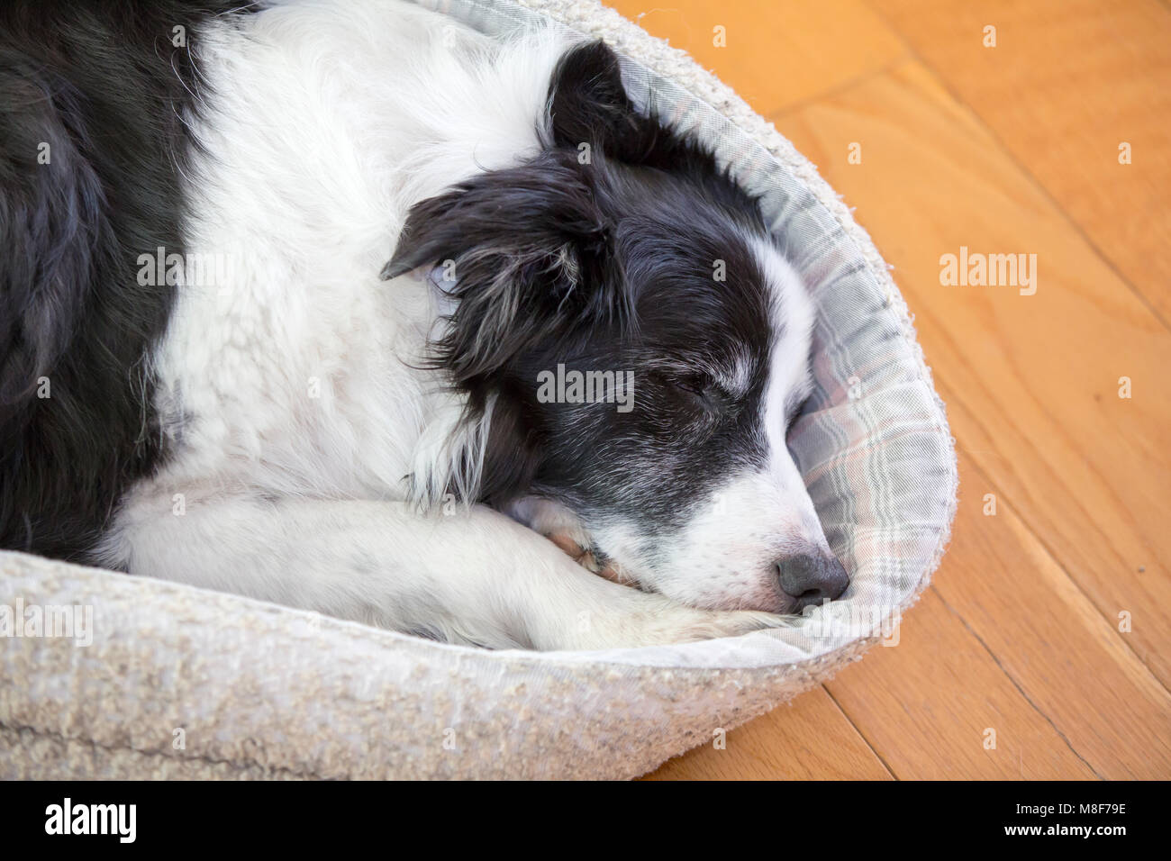 Border collie sleeping in bed hi-res stock photography and images - Alamy