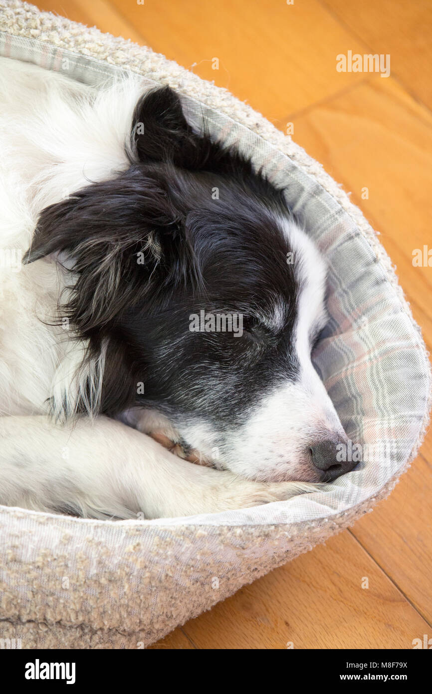 Old border collie hi-res stock photography and images - Alamy