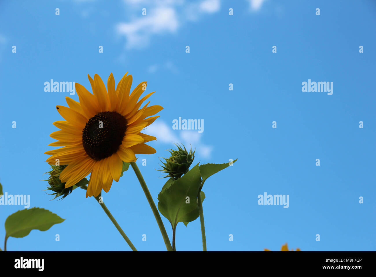 Beautiful blue sky highlighting vivid yellow sunflower reaching up in ...