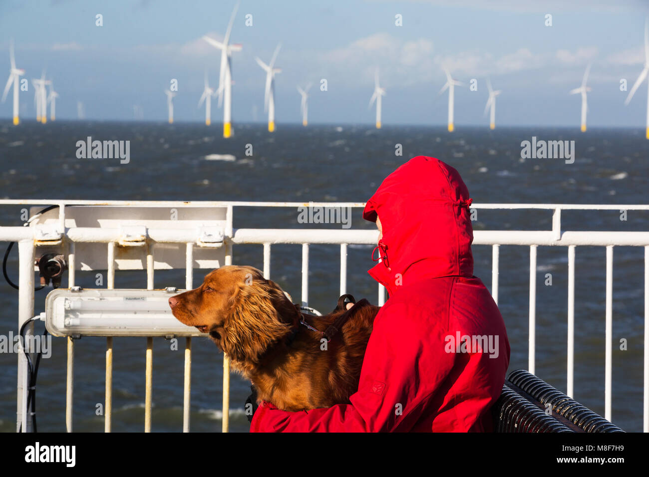 Part of the Walney Offshore Wind Farm between Cumbria and the Isle of ...
