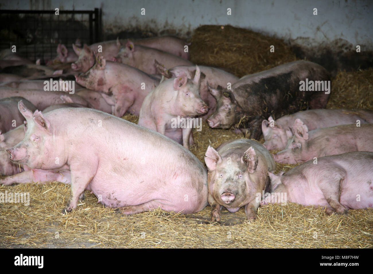 Breeding sows pigs hog farm hi-res stock photography and images - Alamy