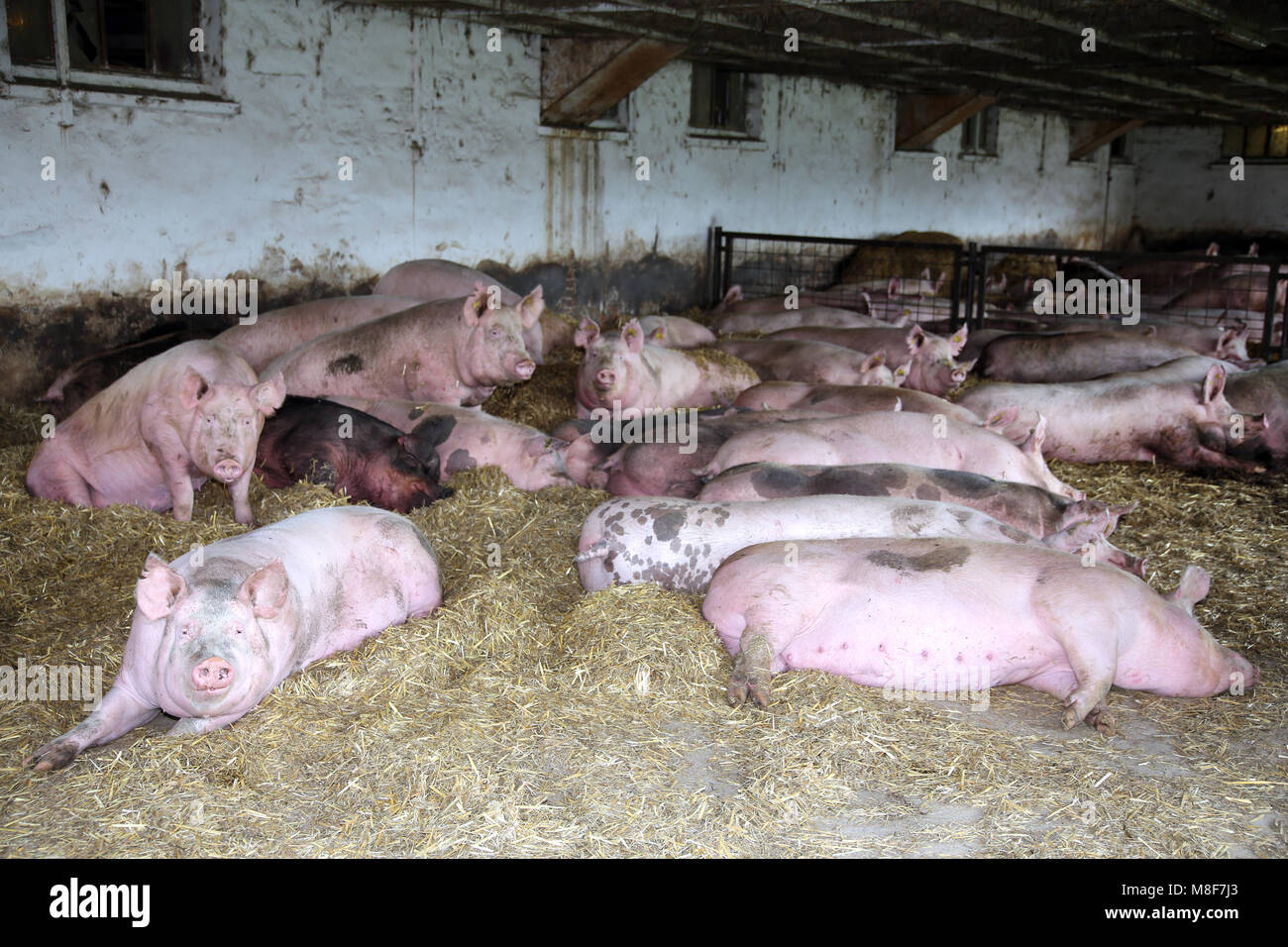 Group of pregnant domestic sows are waiting the birth of little piglets ...