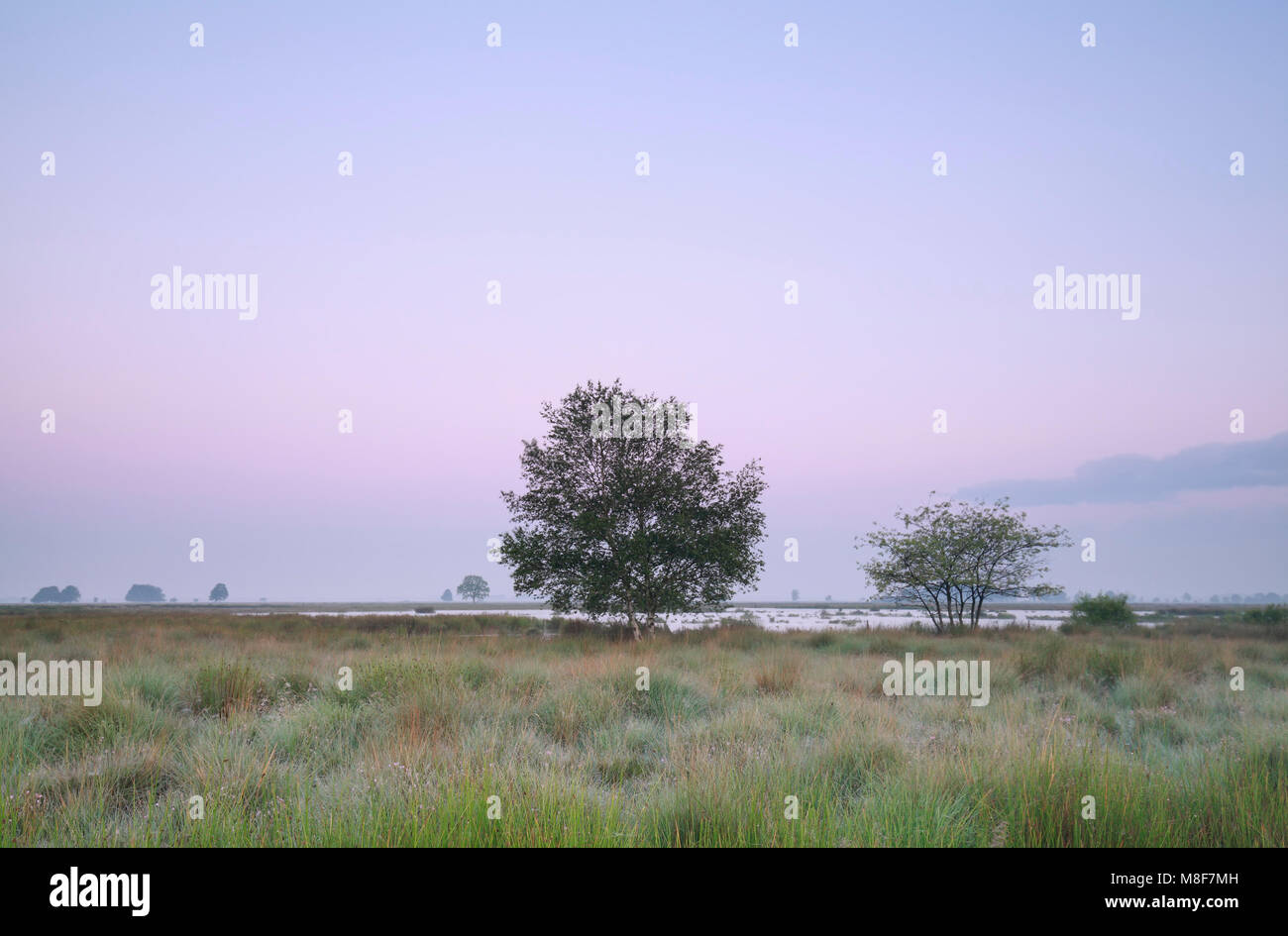 Swampy field hi-res stock photography and images - Alamy