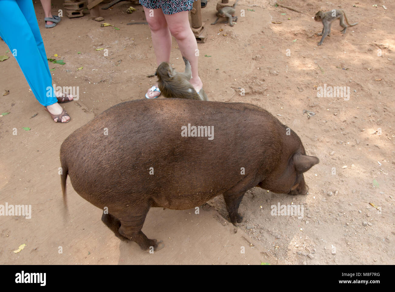 Southeast asian pigs hi-res stock photography and images - Alamy