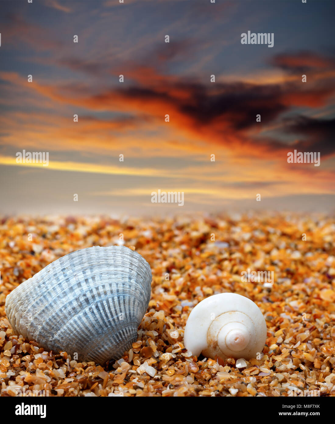 Two seashells on sand beach and sunset sky at background Stock Photo ...