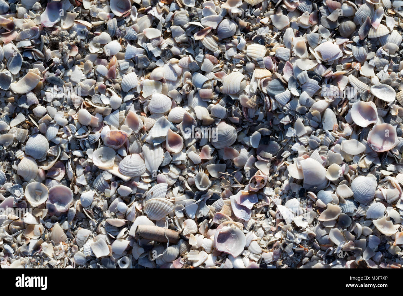 Natural background of broken seashells on beach at sun summer day. View ...