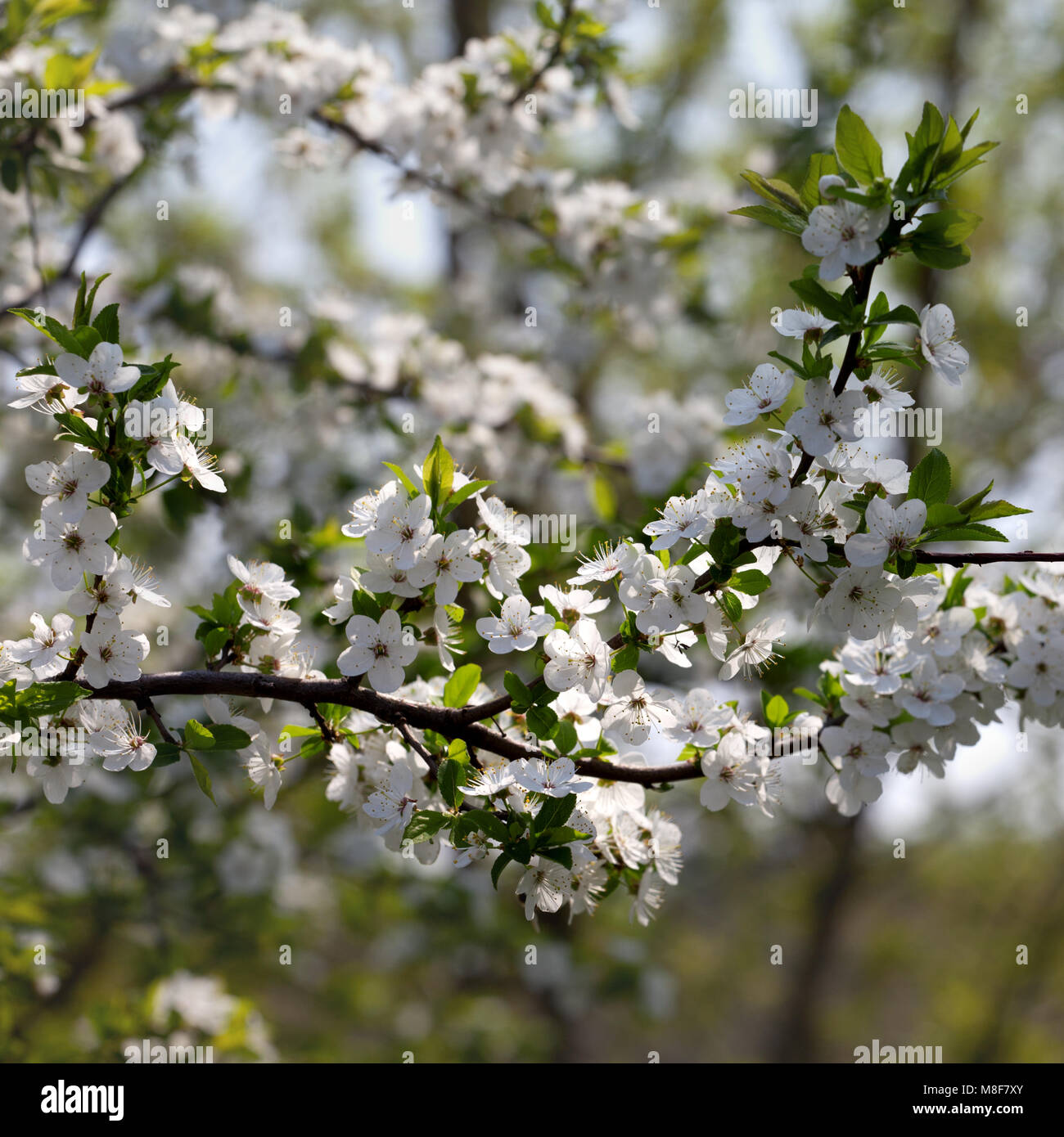 Blossom cherry tree at sunny spring day Stock Photo - Alamy