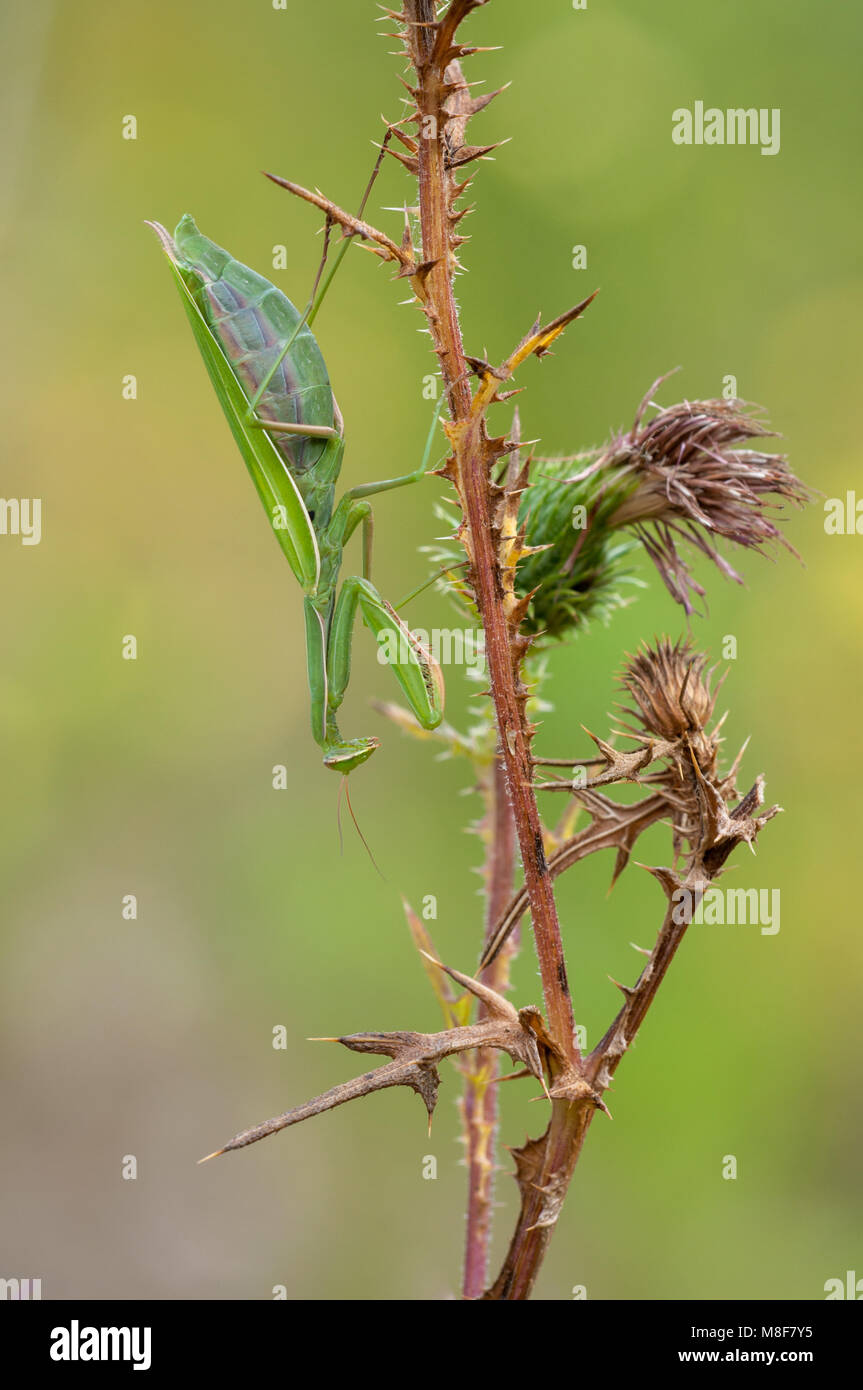 European mantis, Mantis religiosa Stock Photo - Alamy