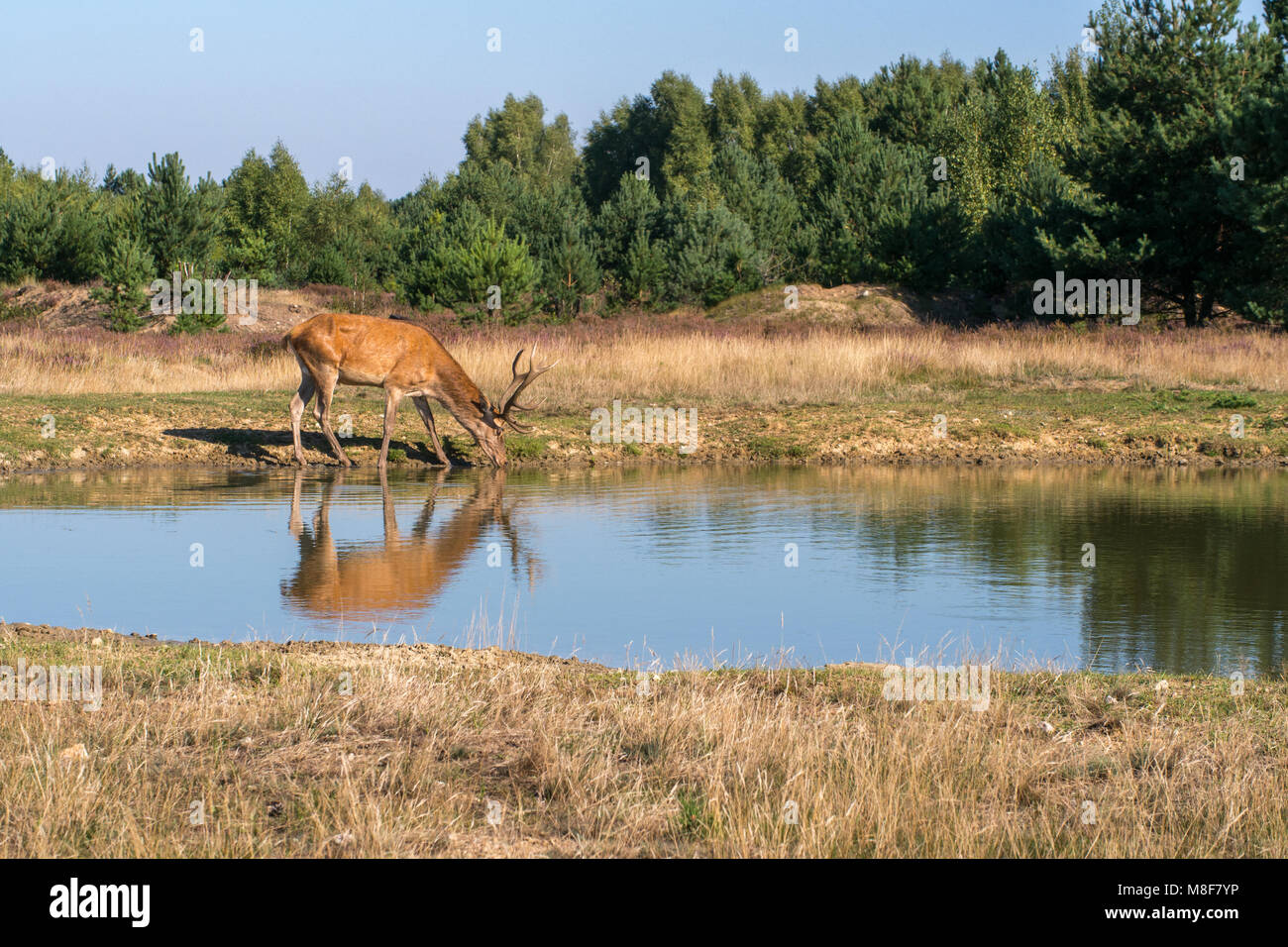 Summer deer landscape hi-res stock photography and images - Alamy