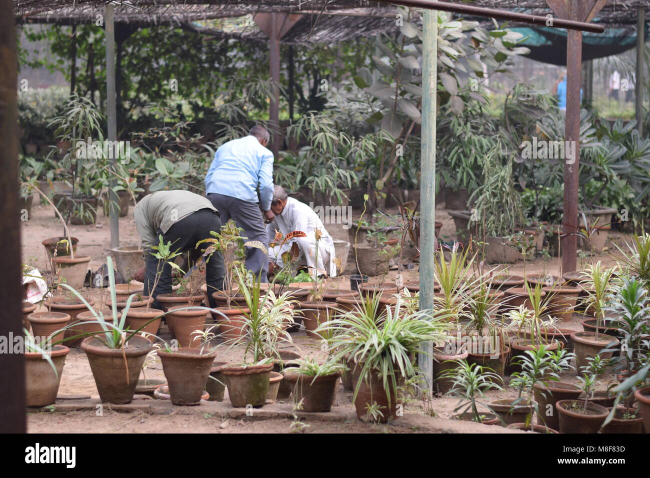 indian men working at nursery Stock Photo - Alamy