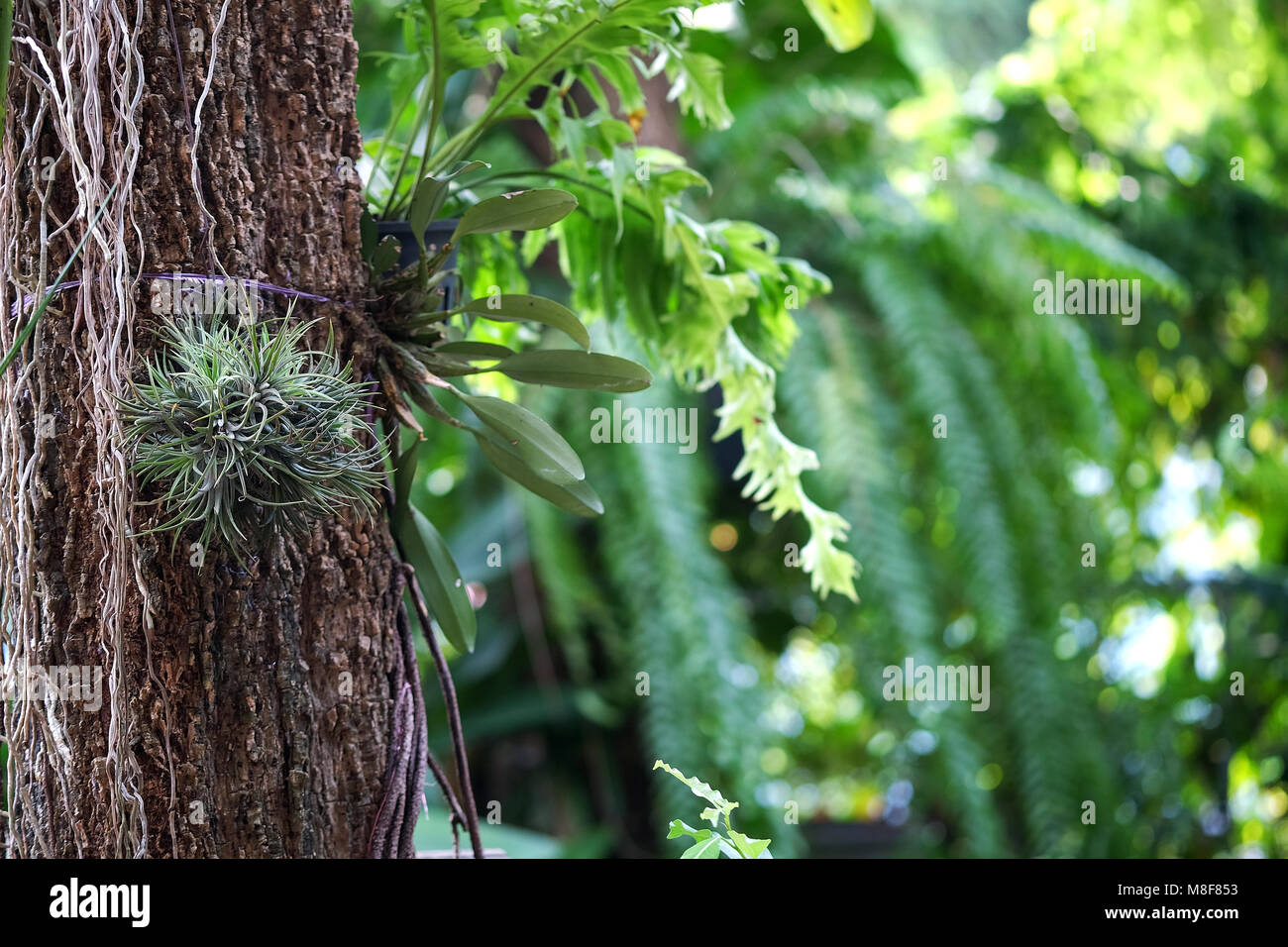 fern garden, fern on tree Stock Photo - Alamy
