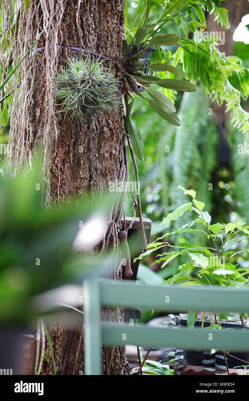fern garden, fern on tree Stock Photo - Alamy