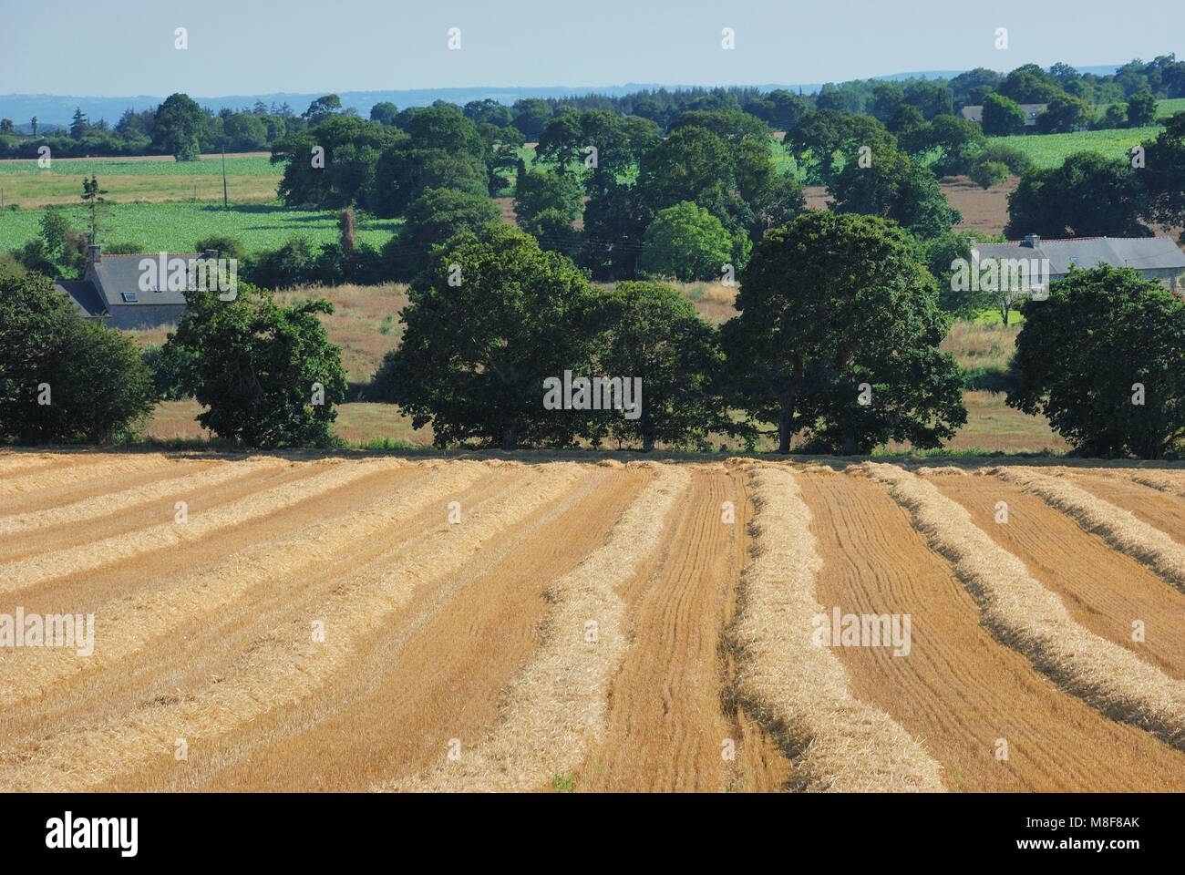 straw in a field after harvest Stock Photo - Alamy