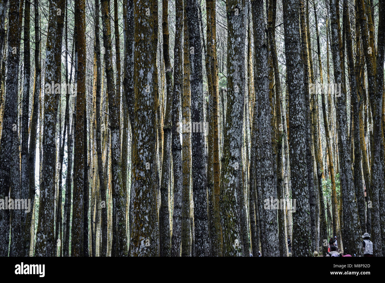 Trees in the jungle Stock Photo - Alamy