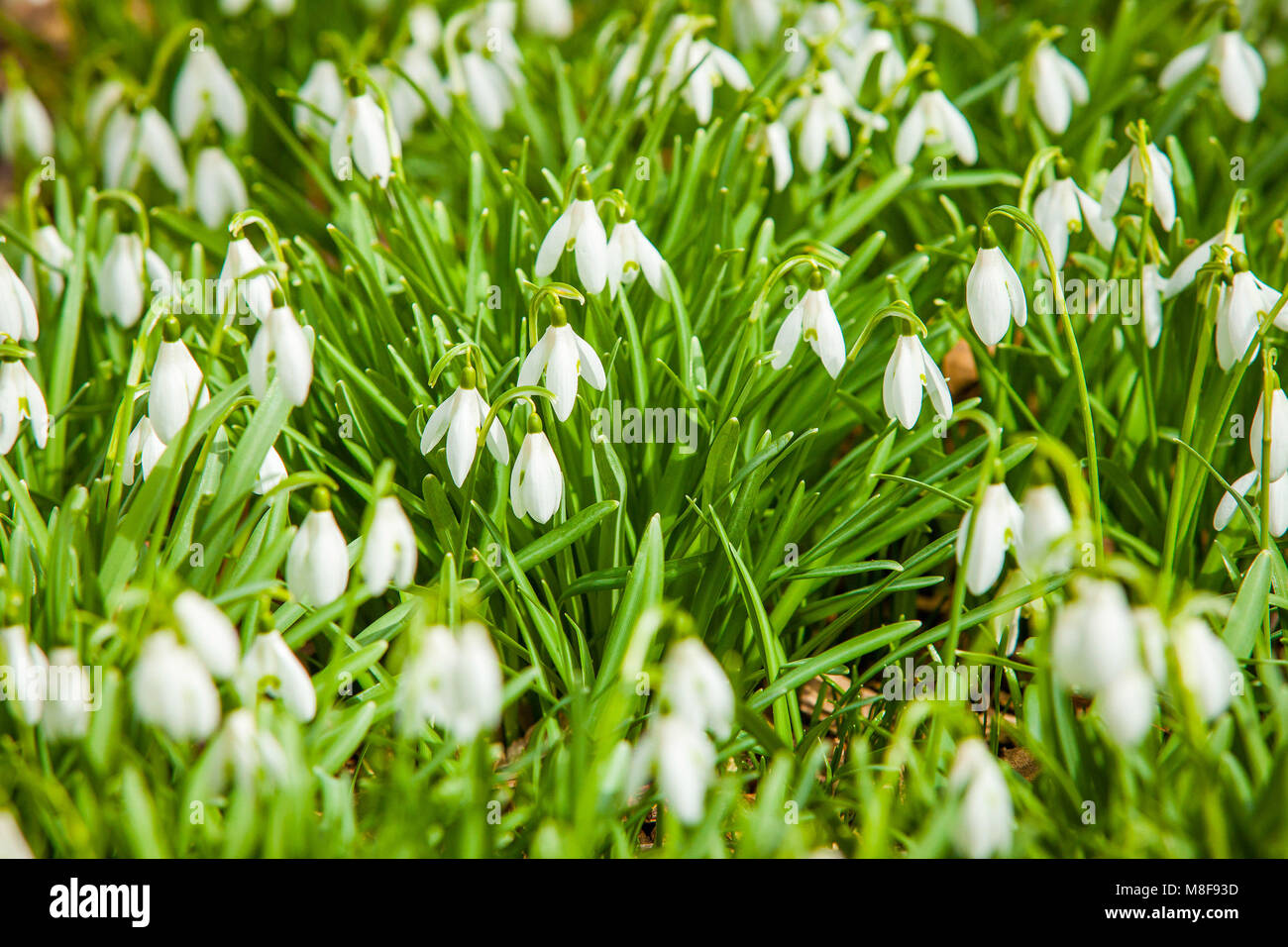 Beautiful spring snowdrop flowers bloom isolated in forest Stock Photo ...