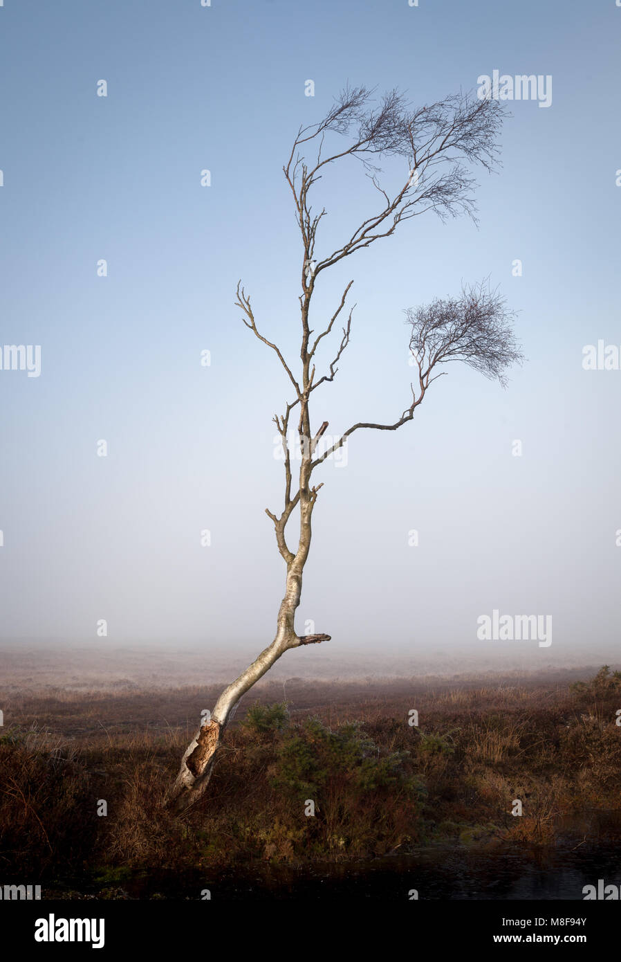 Lone Birch tree in the New forest national Park in winter Stock Photo ...