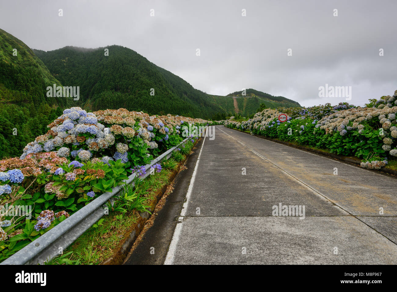 Typical Azores road with beautiful hydrangeas. rural landscape of the ...