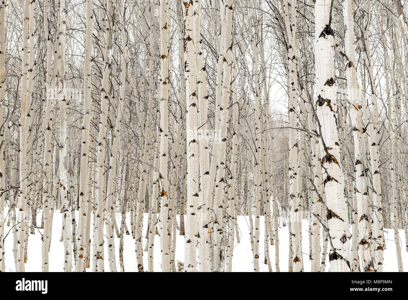 Aspen trees in winter on hi-res stock photography and images - Alamy