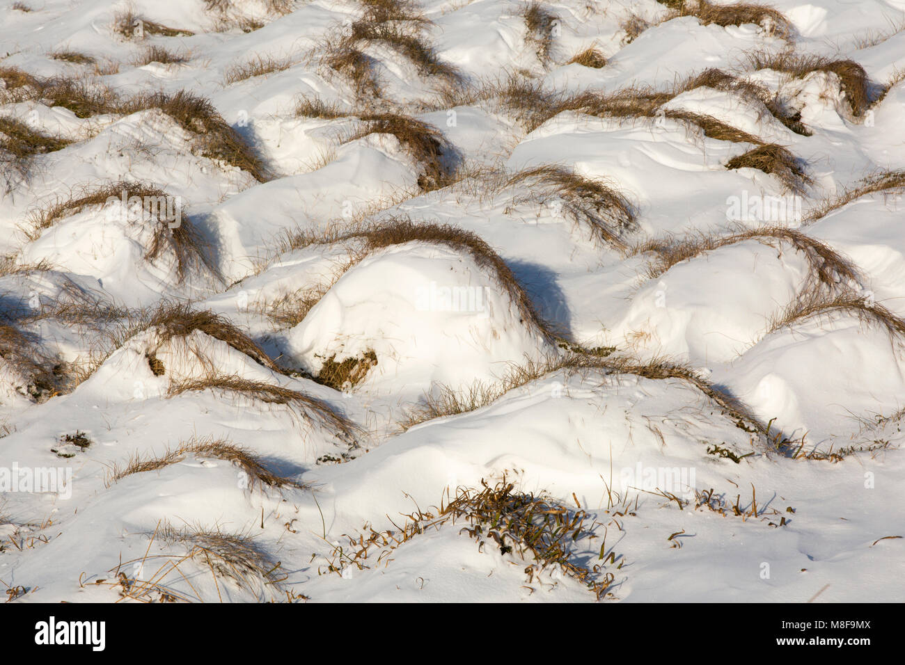 Hummocks grass hi-res stock photography and images - Alamy