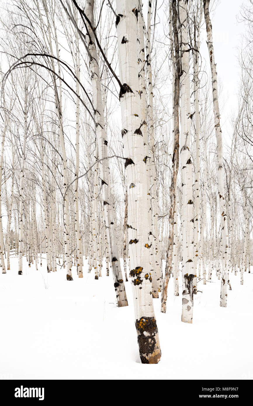 Aspen Stands High Resolution Stock Photography and Images - Alamy