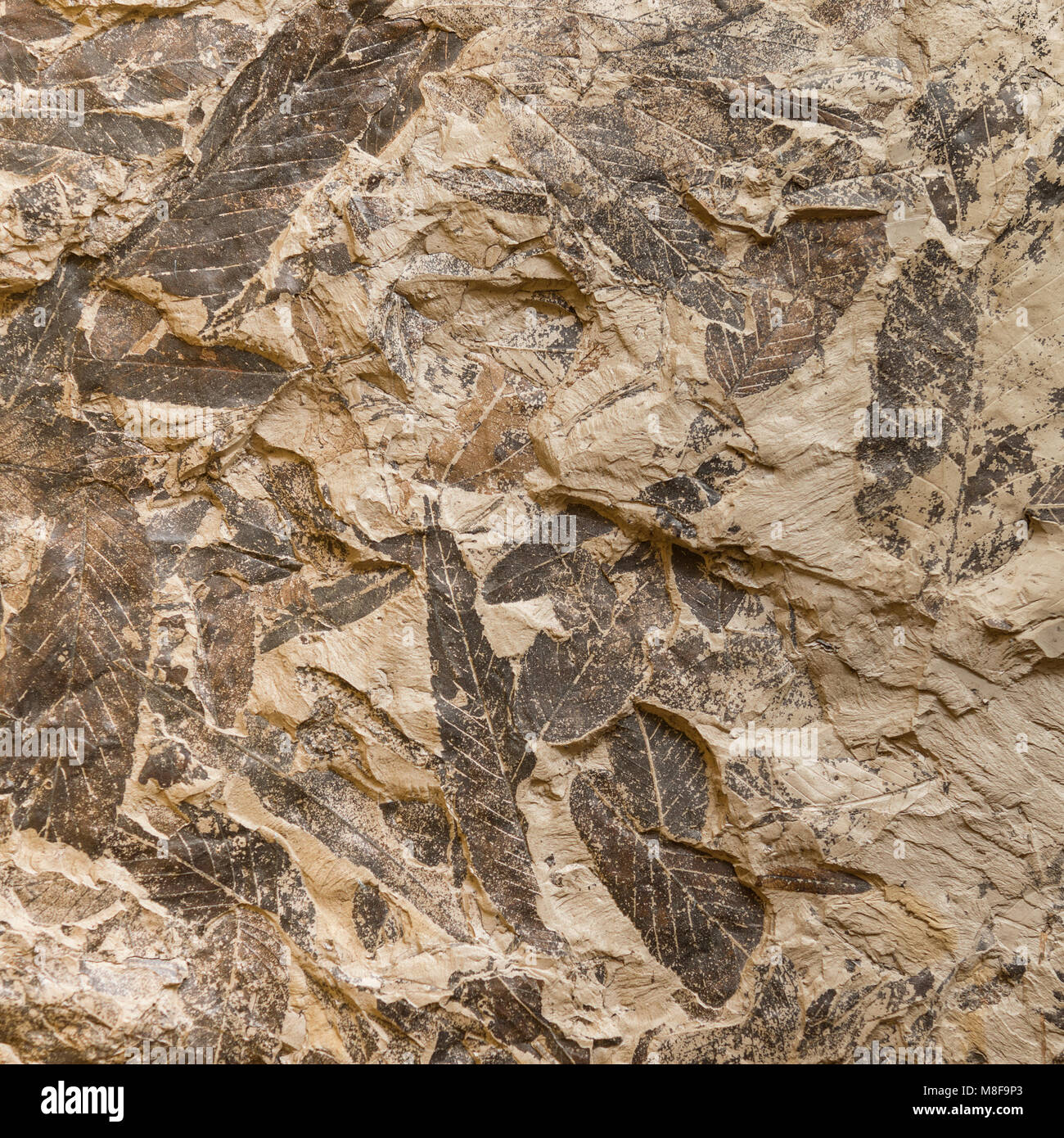 Prehistoric Plant Fossils